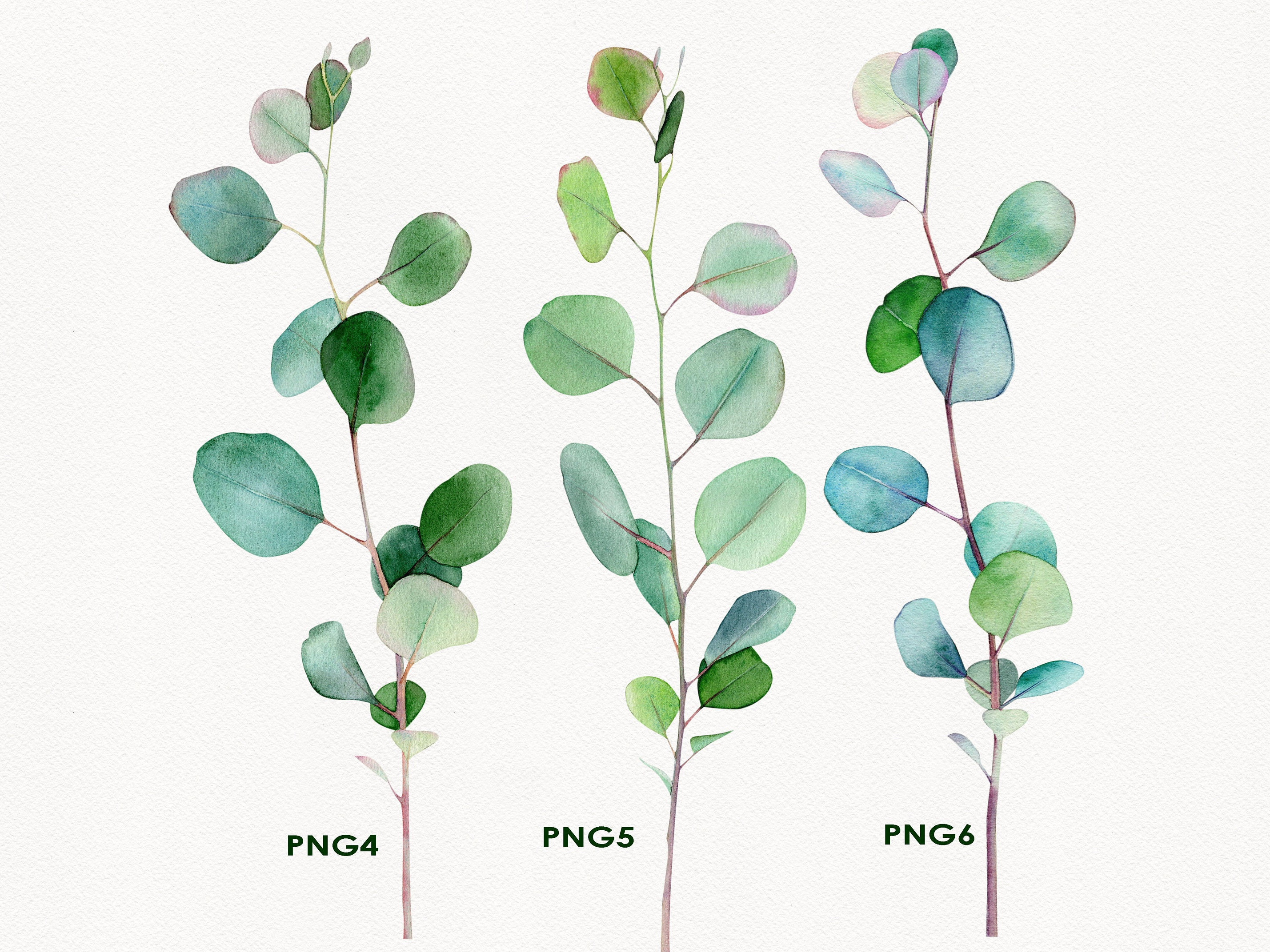 Watercolor Eucalyptus Clipart Eucalyptus PNG Greenery Clipart ...