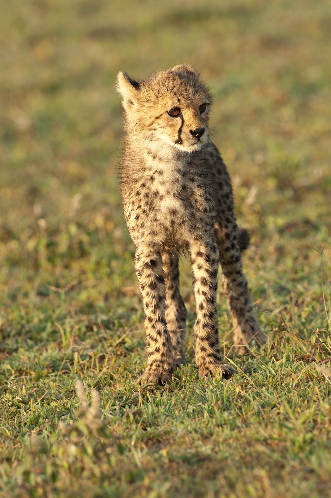 Cheetah Cub - Etsy