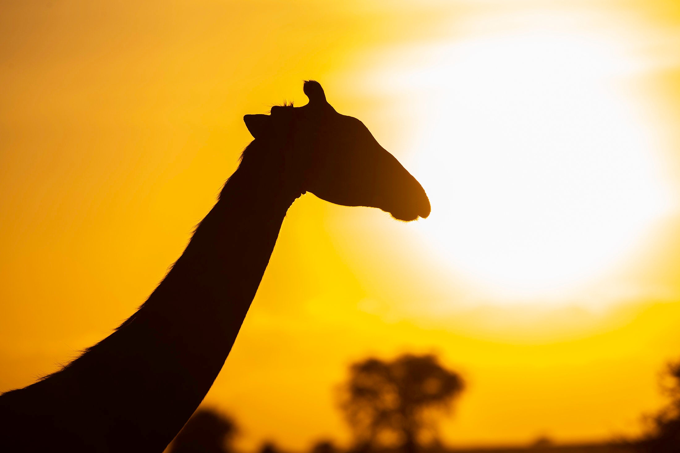 Giraffe Sunrise Glow - Etsy