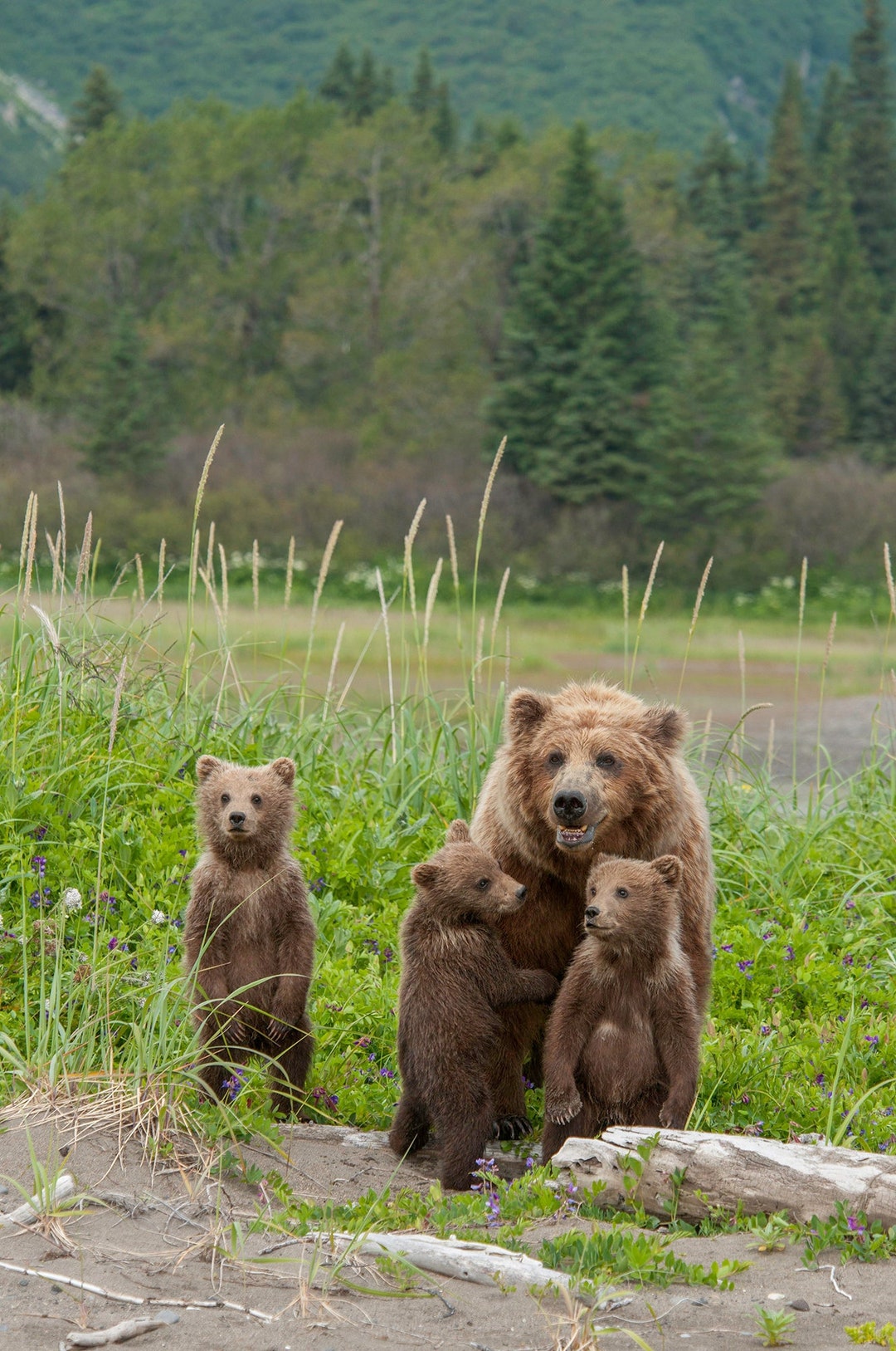 Bear With Spring Cubs at Alert - Etsy