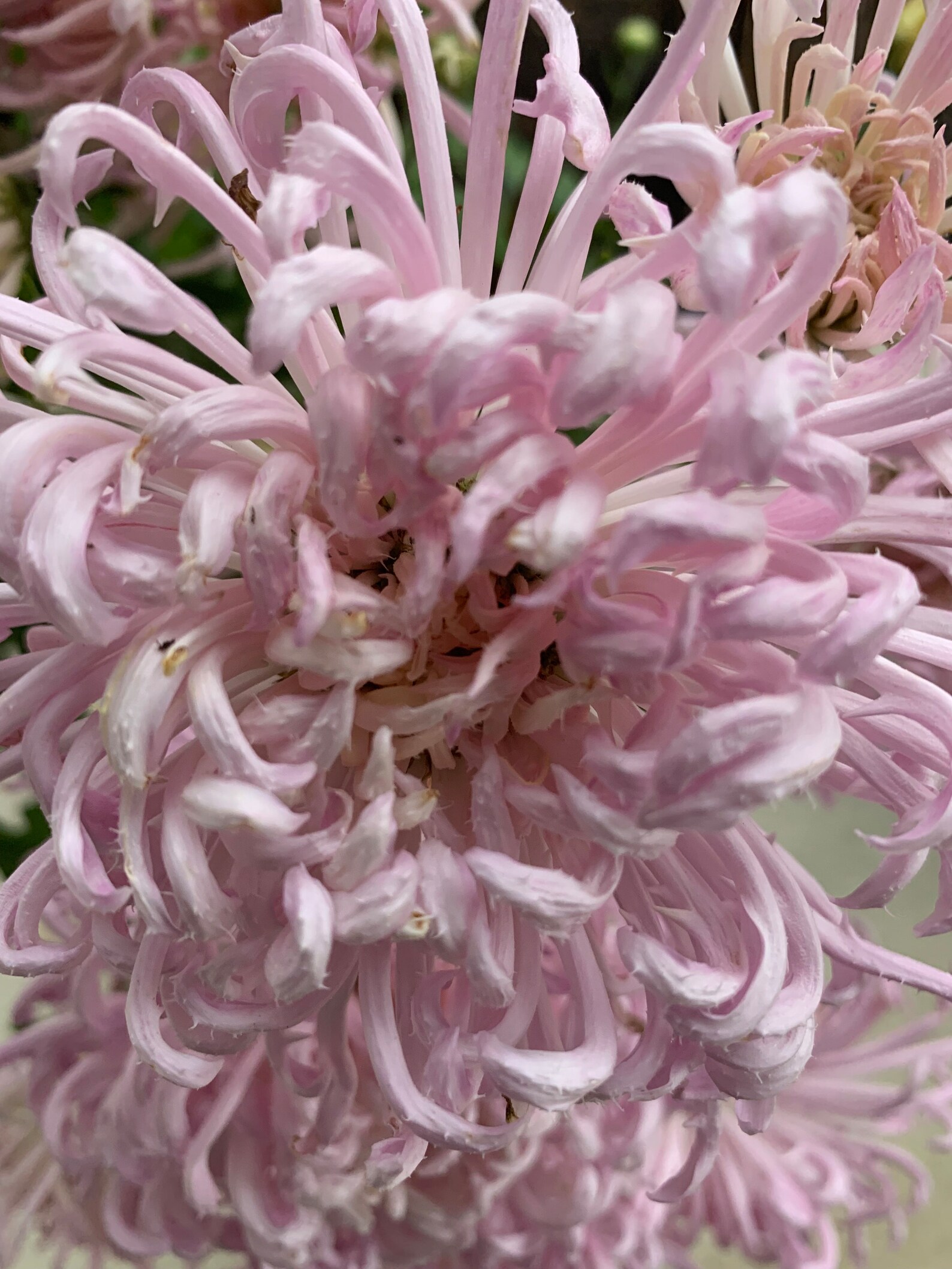 Chrysanthemum (MUM), Pale Pink to Pink, Two Live Flower Plants - Etsy