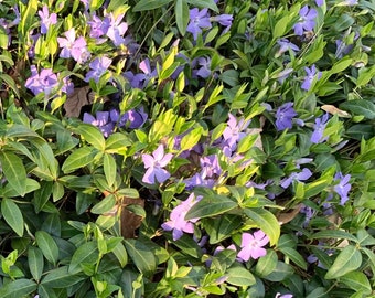 Vinca Pacificaxp Apricot Soft Peach With Dark Red Eye - Etsy