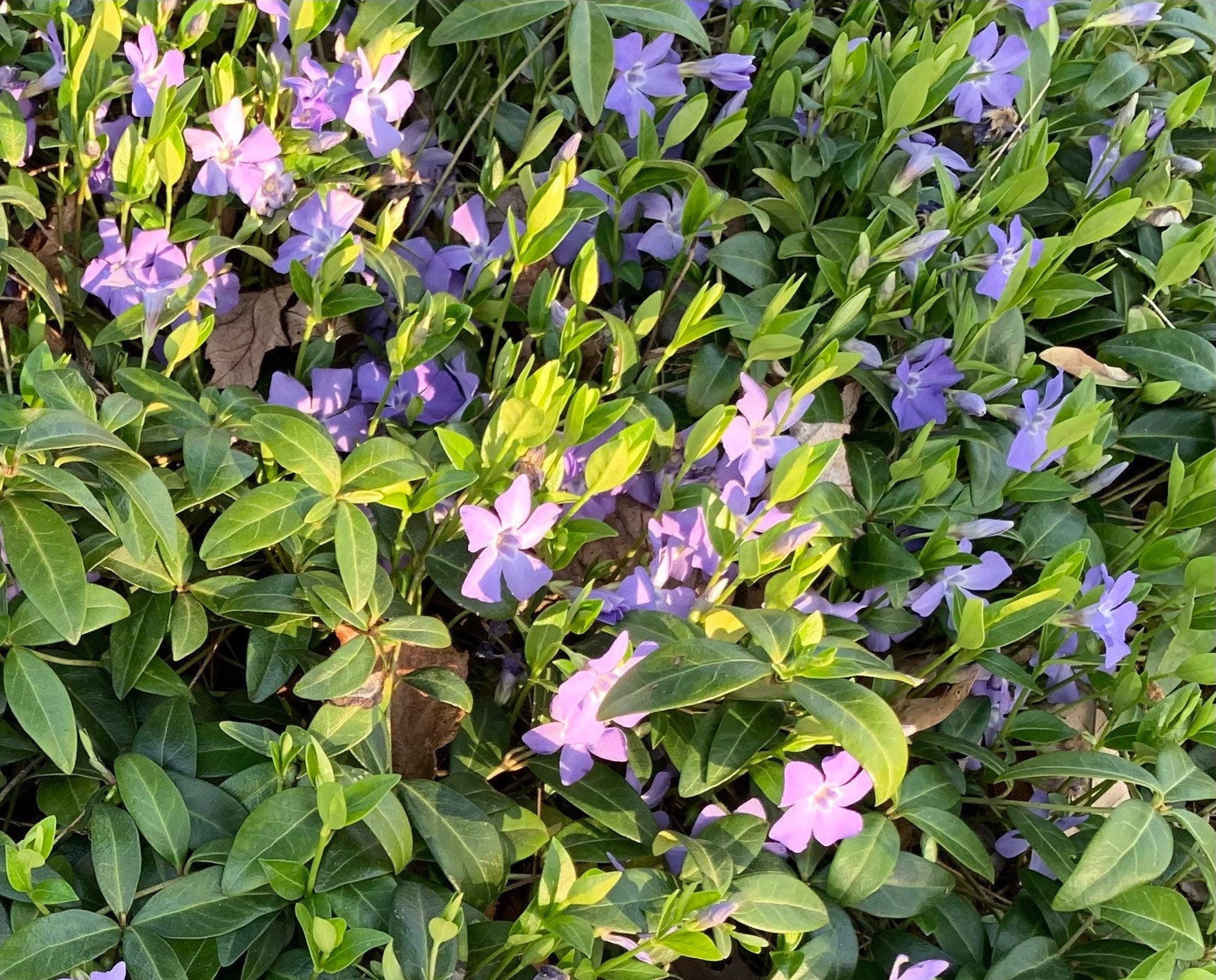 Vinca Minor Ground Cover – Evergreen, 20+ Bare Root Plants - Etsy