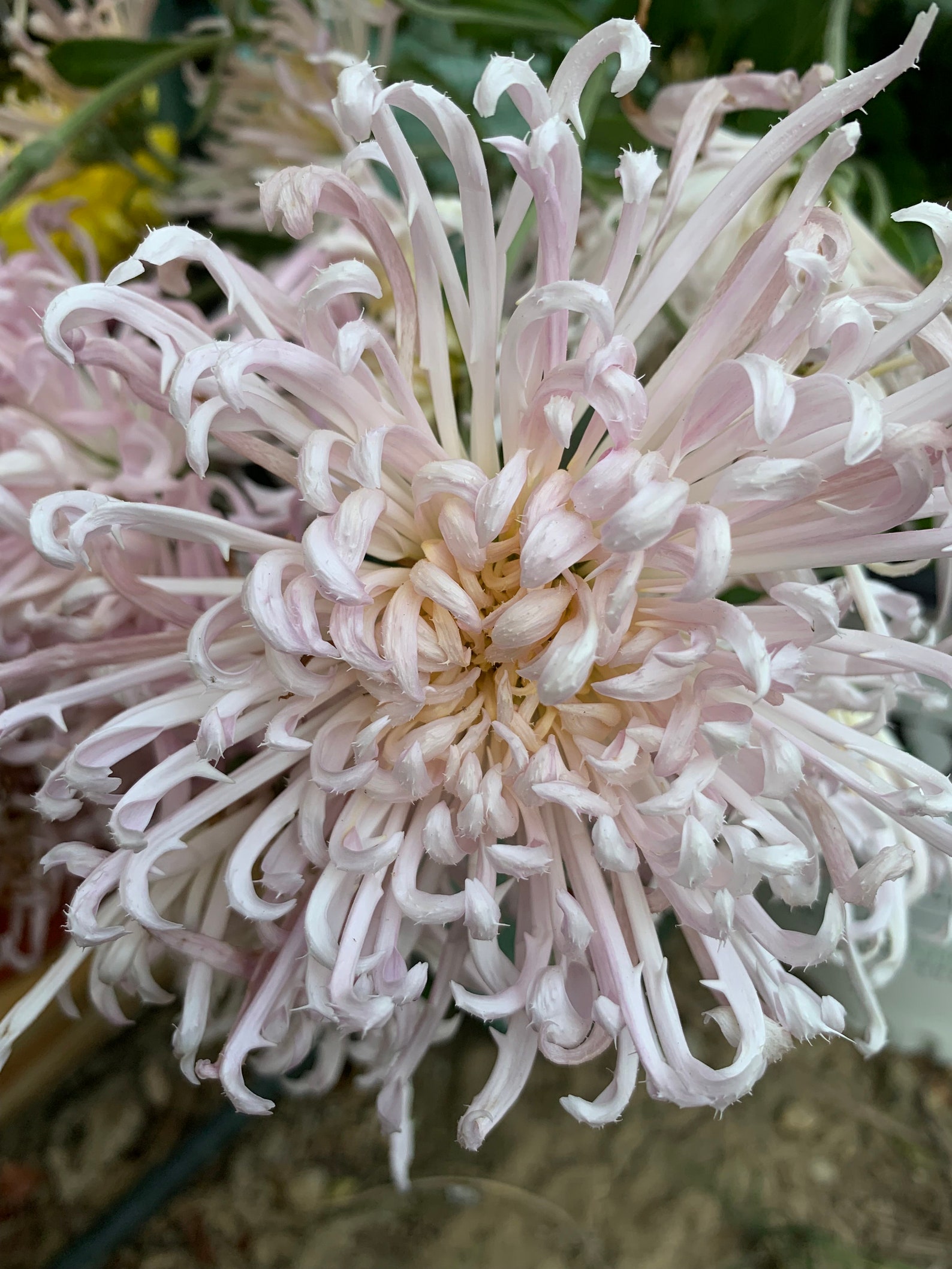Chrysanthemum (MUM), Pale Pink to Pink, Two Live Flower Plants - Etsy
