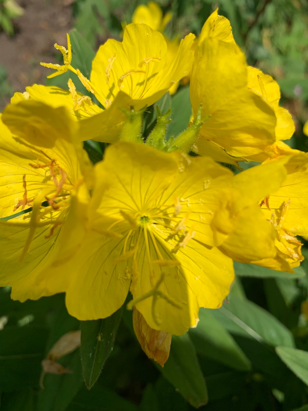 Evening Primrose Yellow Sundrop, Sundrops Flower, (oenothera Fruticosa ...