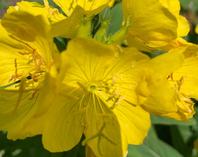Evening Primrose Yellow Sundrop, Sundrops Flower, (oenothera Fruticosa ...