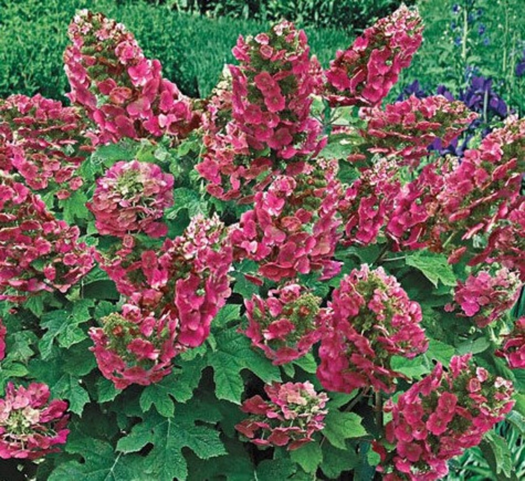 Color Changing Ruby Slippers Dwarf Hydrangea Seedlings , Oakleaf ...