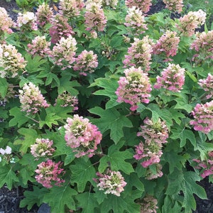 Color Changing Ruby Slippers Dwarf Hydrangea Seedlings - Etsy