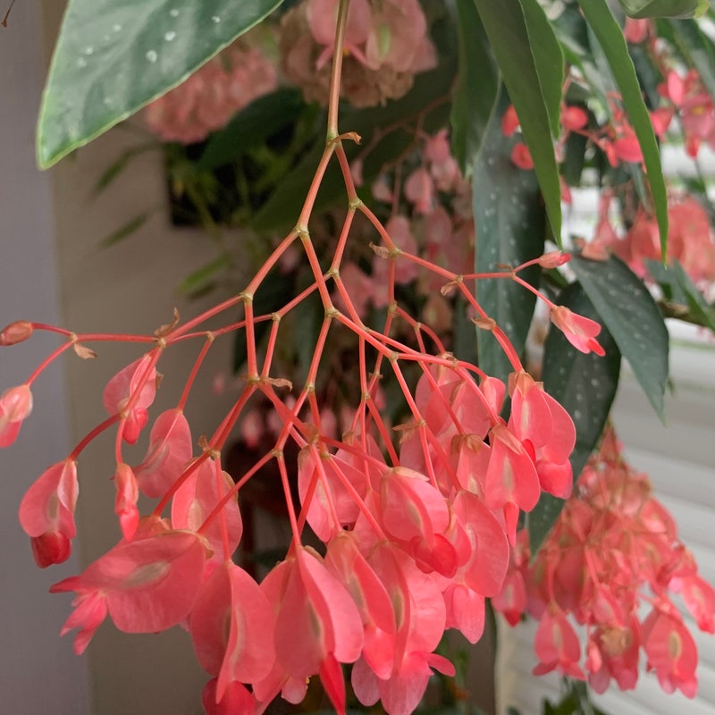 Moonlight Butterfly Begonia - Etsy