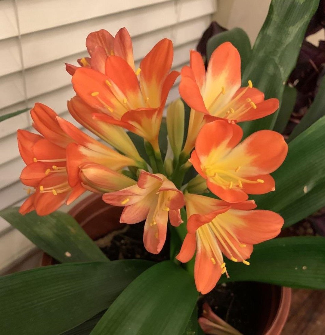 Orange Clivia, Foliage Plants/flowering Plants. - Etsy