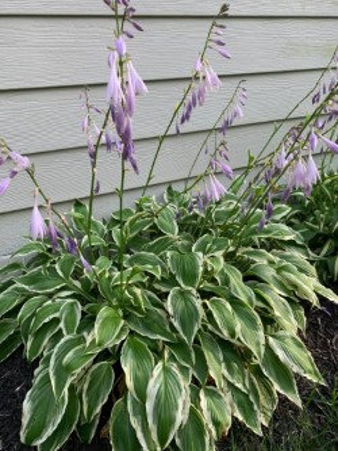 Four Mixed Hosta Live Plants , Lavender Corm Tuber, Shade Perennial ...