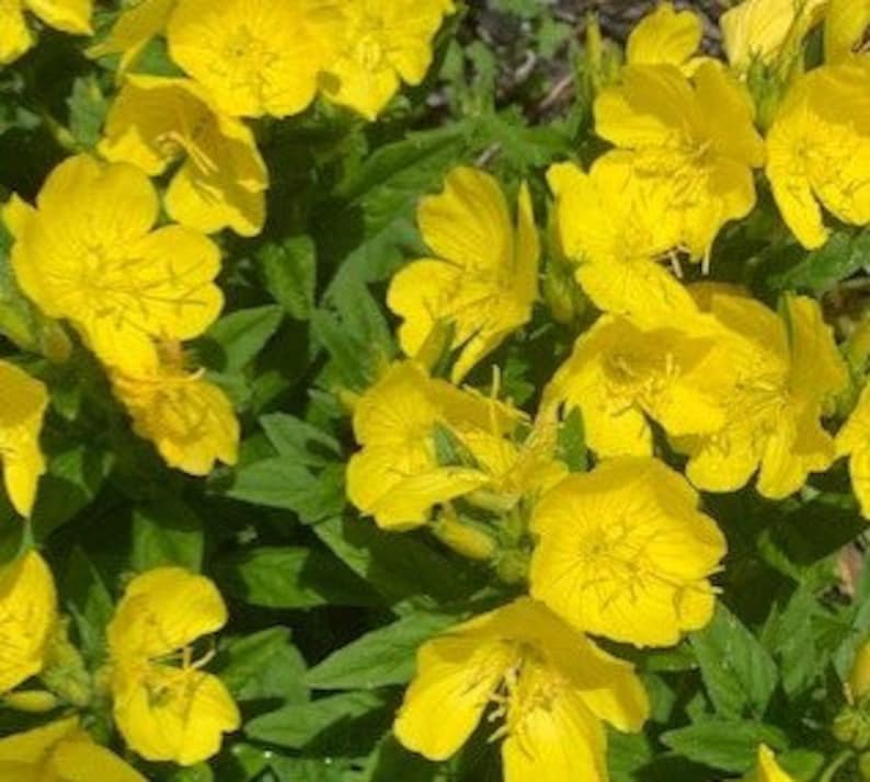 Evening Primrose Yellow Sundrop, Sundrops Flower, oenothera Fruticosa ...