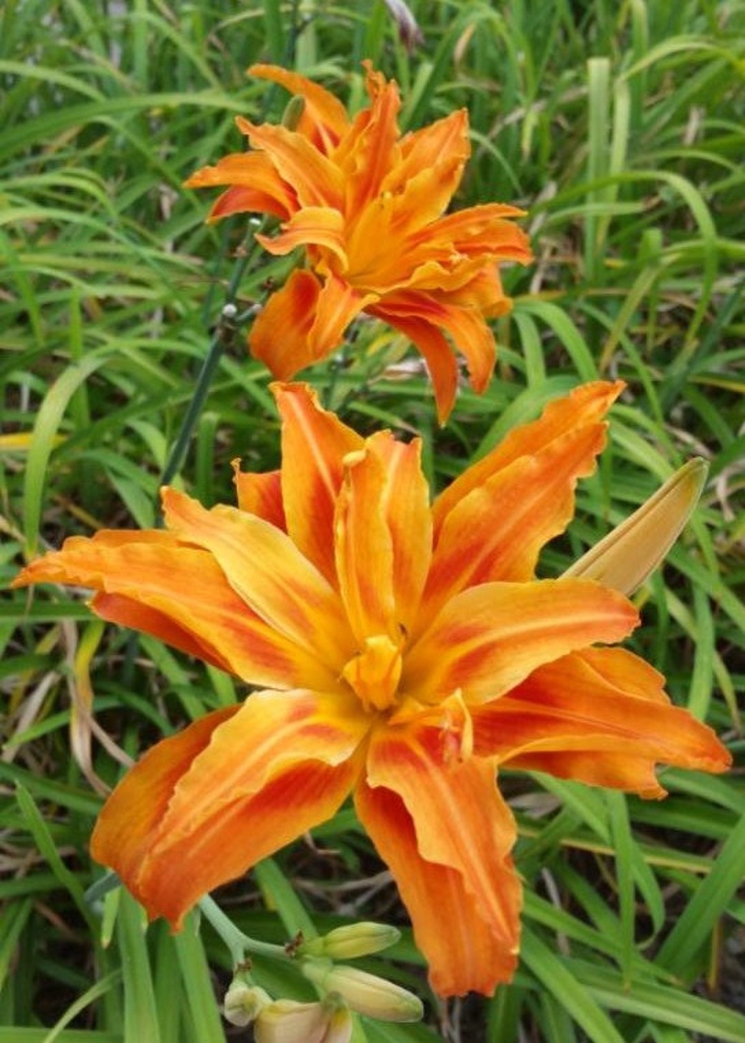 Daylily (hemerocallis 'double Passion'), Four Orange Live Flower Plants ...