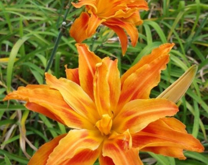 Daylily (hemerocallis 'double Passion'), Four Orange Live Flower Plants ...