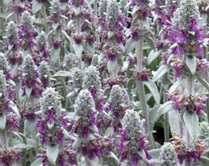 Lamb’s Ear Plants, Stachys Byzantina, Three Live Bare Root Starter ...