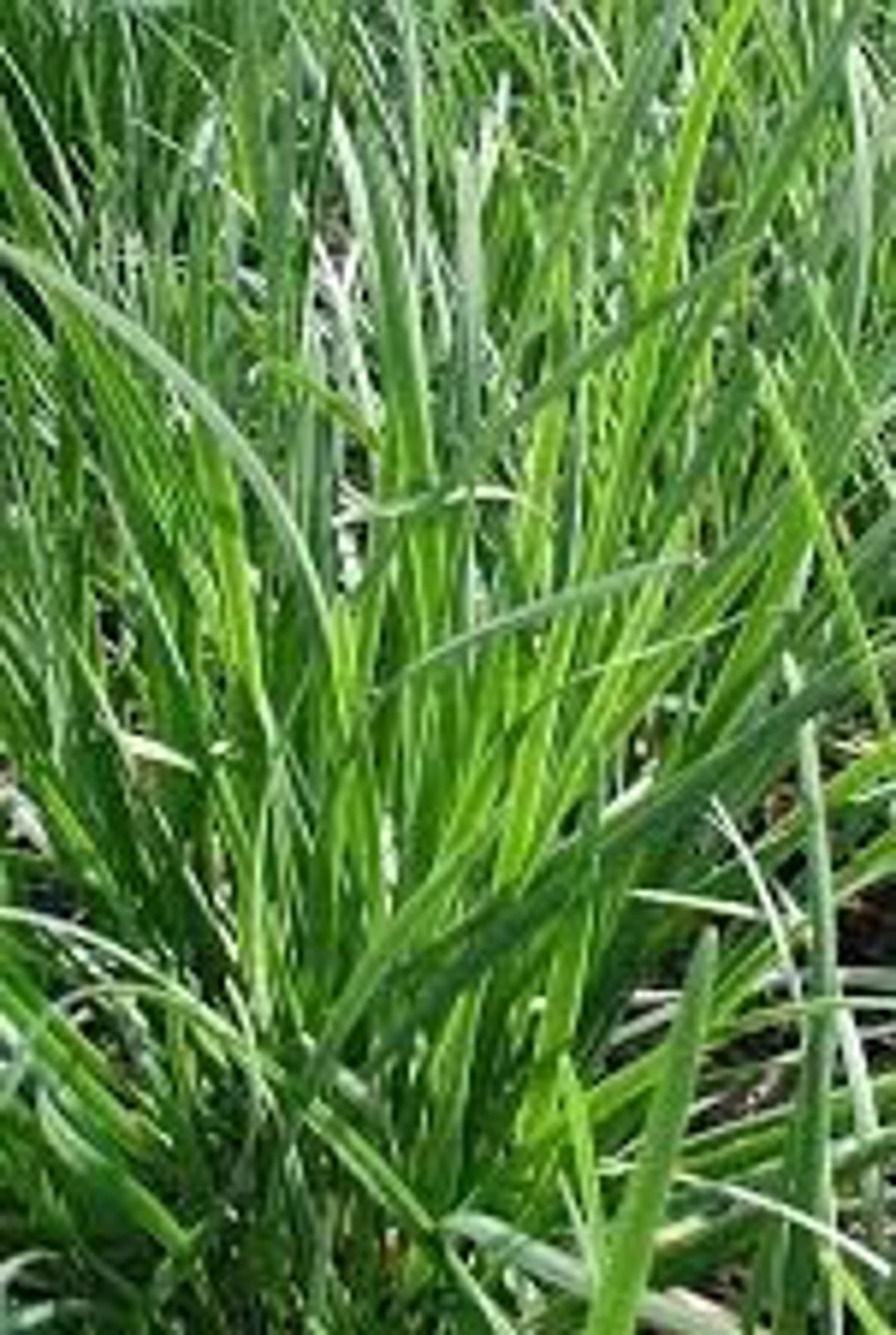 Organic Garlic Chives Bare Root Plants 20organic Herb - Etsy