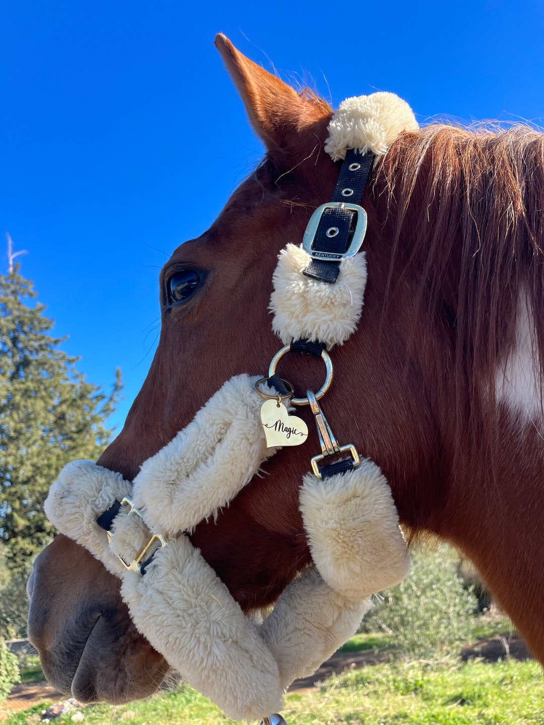 Personalized Horse Medallion, Horse Medallion, Personalized Label for ...