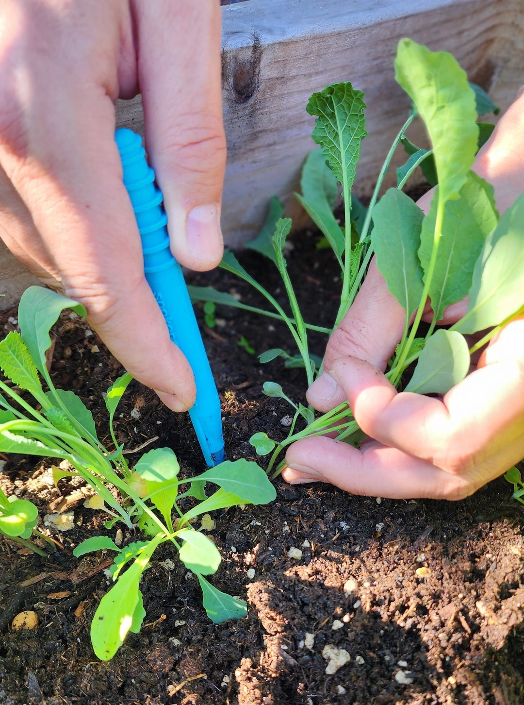Dibby XL Large Seed Dibber | Deep Seedling Transplanting Tool ...