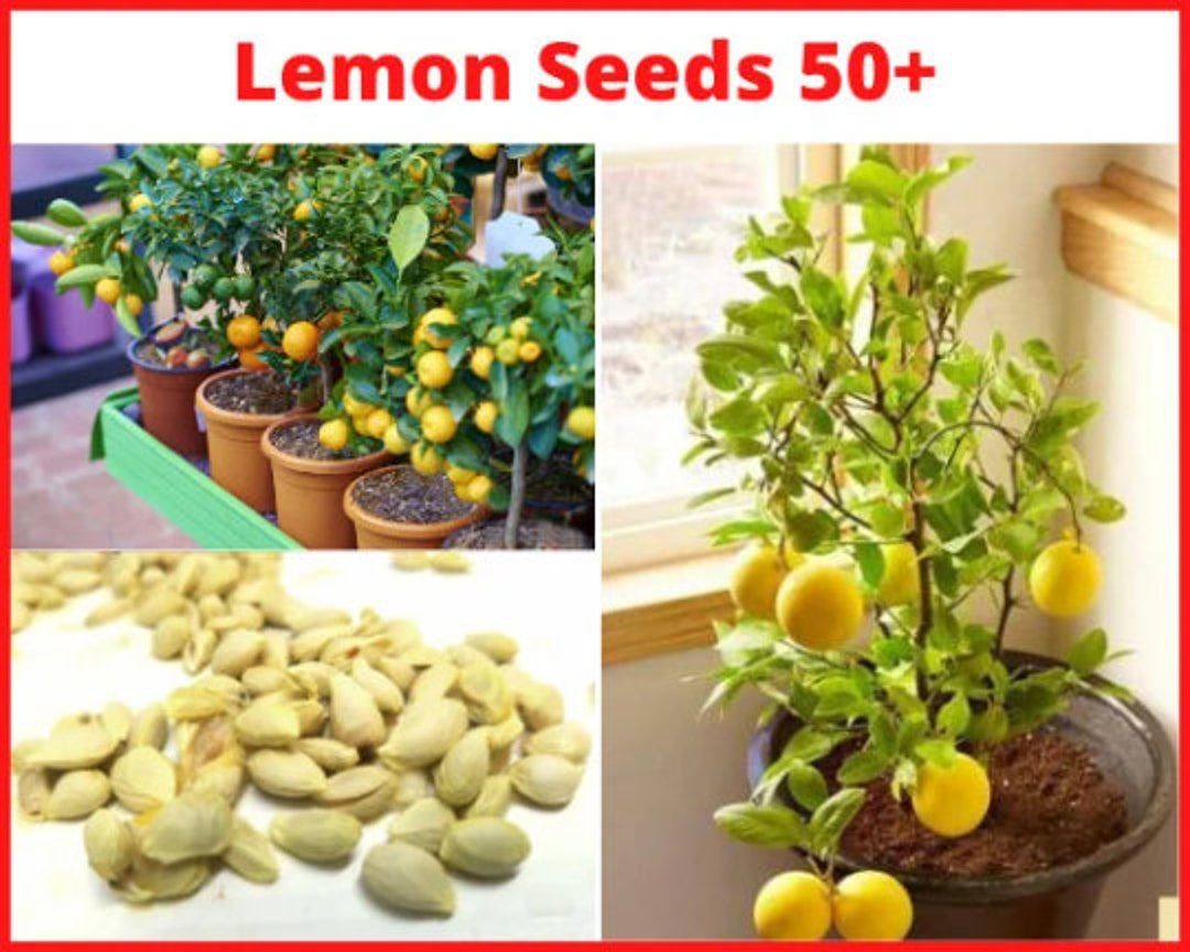Lemon Seeds-bonsai Lemon Tree Seeds/lemon Tree Seeds-yellow Fruit Seeds ...