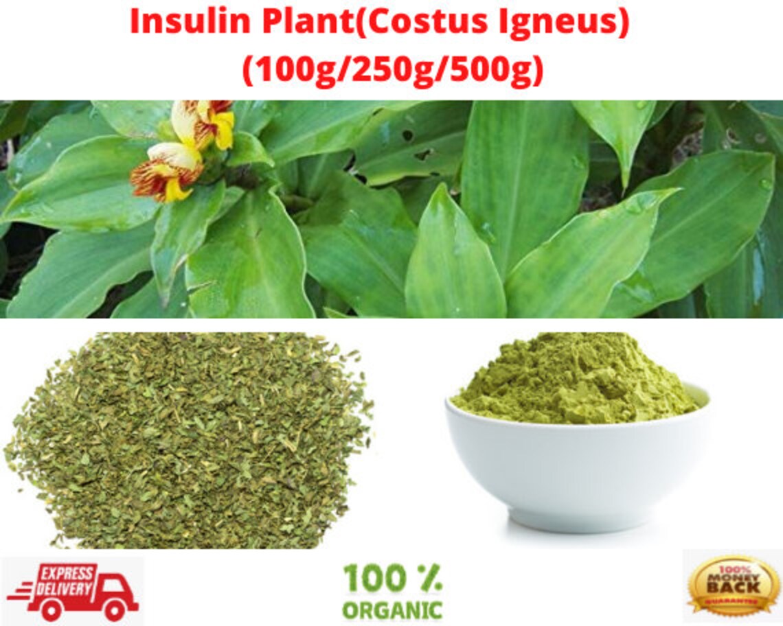 Insulin Plantcostus Igneusthebu Leaves-organic Loose Leaf Tea/organic ...