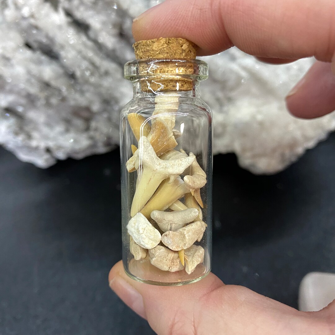 10ML Jar of Shark Teeth, Bottle of Shark's Teeth, Small Shark Teeth ...