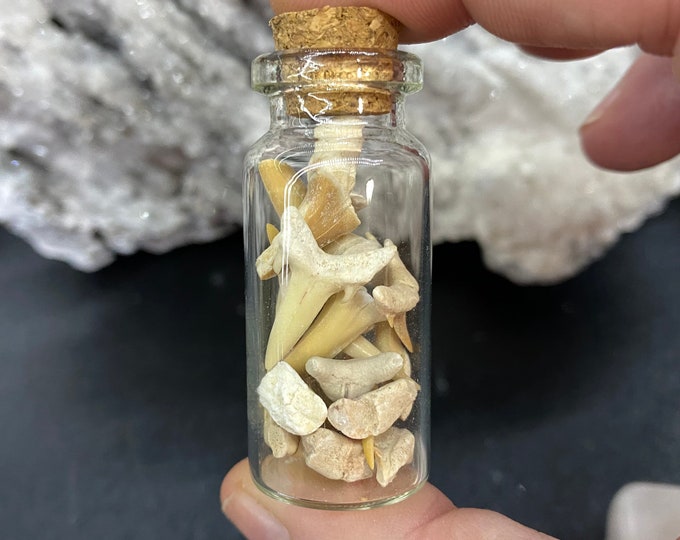 10ML Jar of Shark Teeth, Bottle of Shark's Teeth, Small Shark Teeth ...