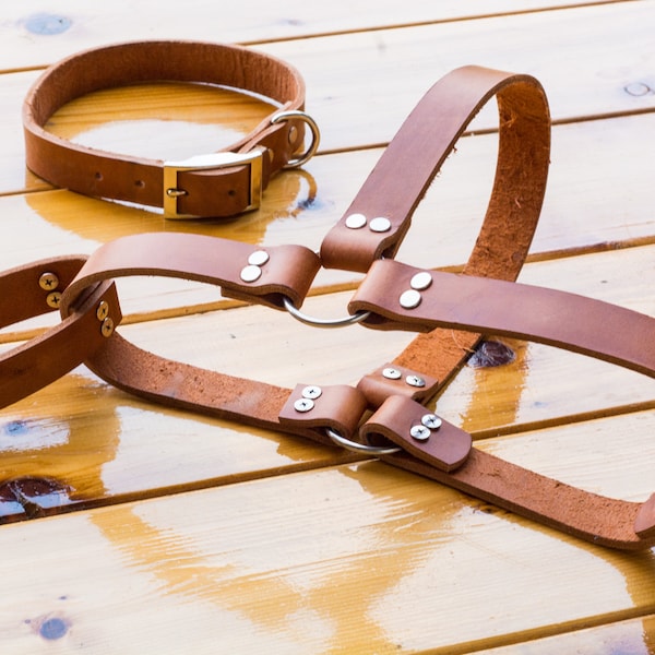 Leather Collar and Harness - Etsy