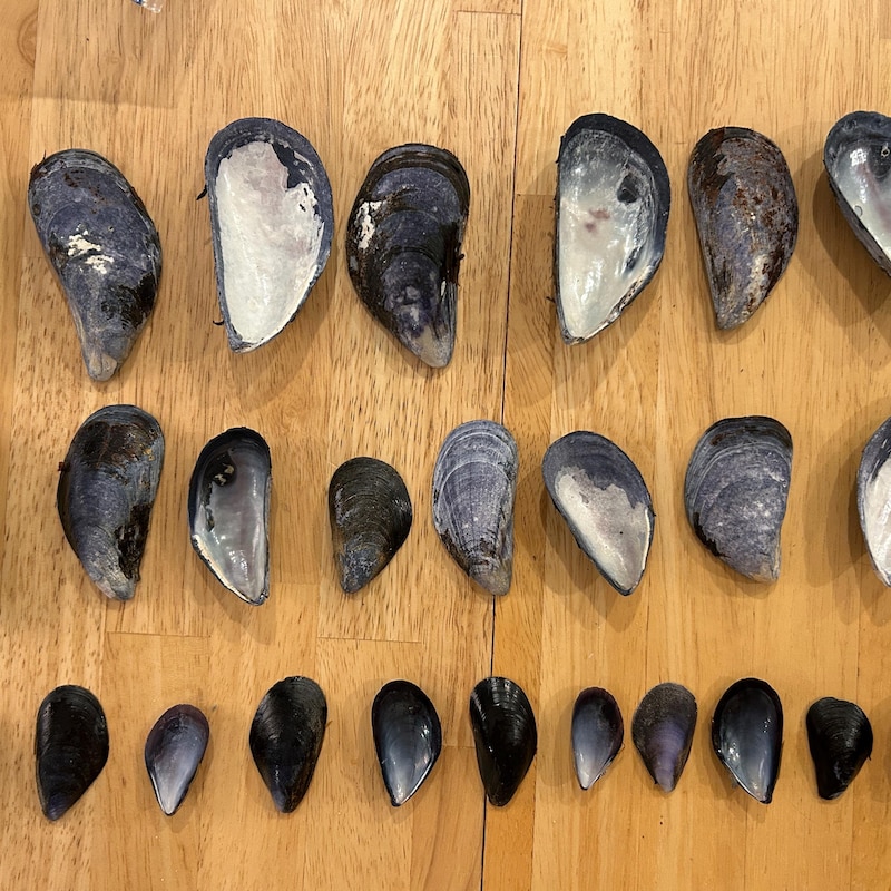 Mussel Shells - Etsy