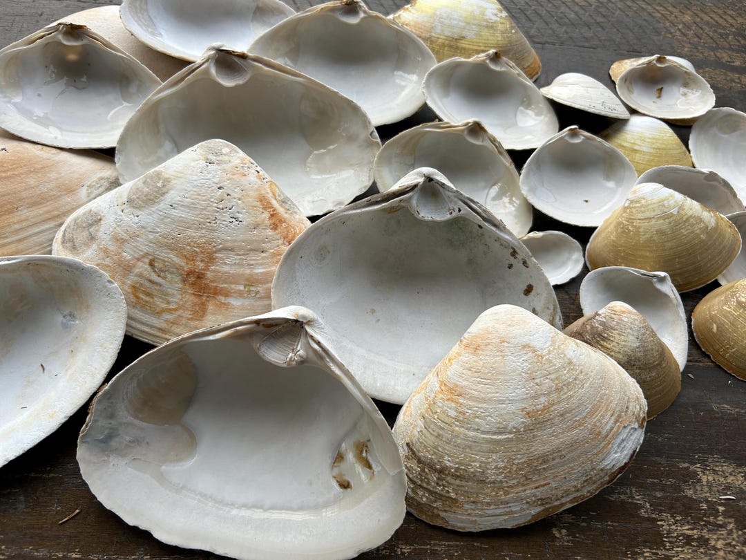 Natural Clam Shells for Crafts, Wedding Gifts, Ornaments, Decoupage and ...