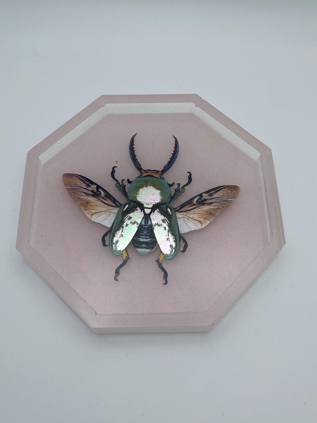 Hexagon Beetle Decorative Tray or Coaster. Green Pink Shimmer Beetle ...