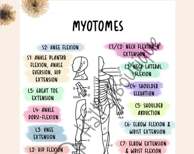 Myotome and Dermatome Handout Study Guide Physical Therapy Med Student ...