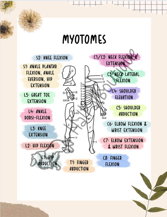 Myotomes Occupational Therapy Spinal Cord Injury SCI - Etsy