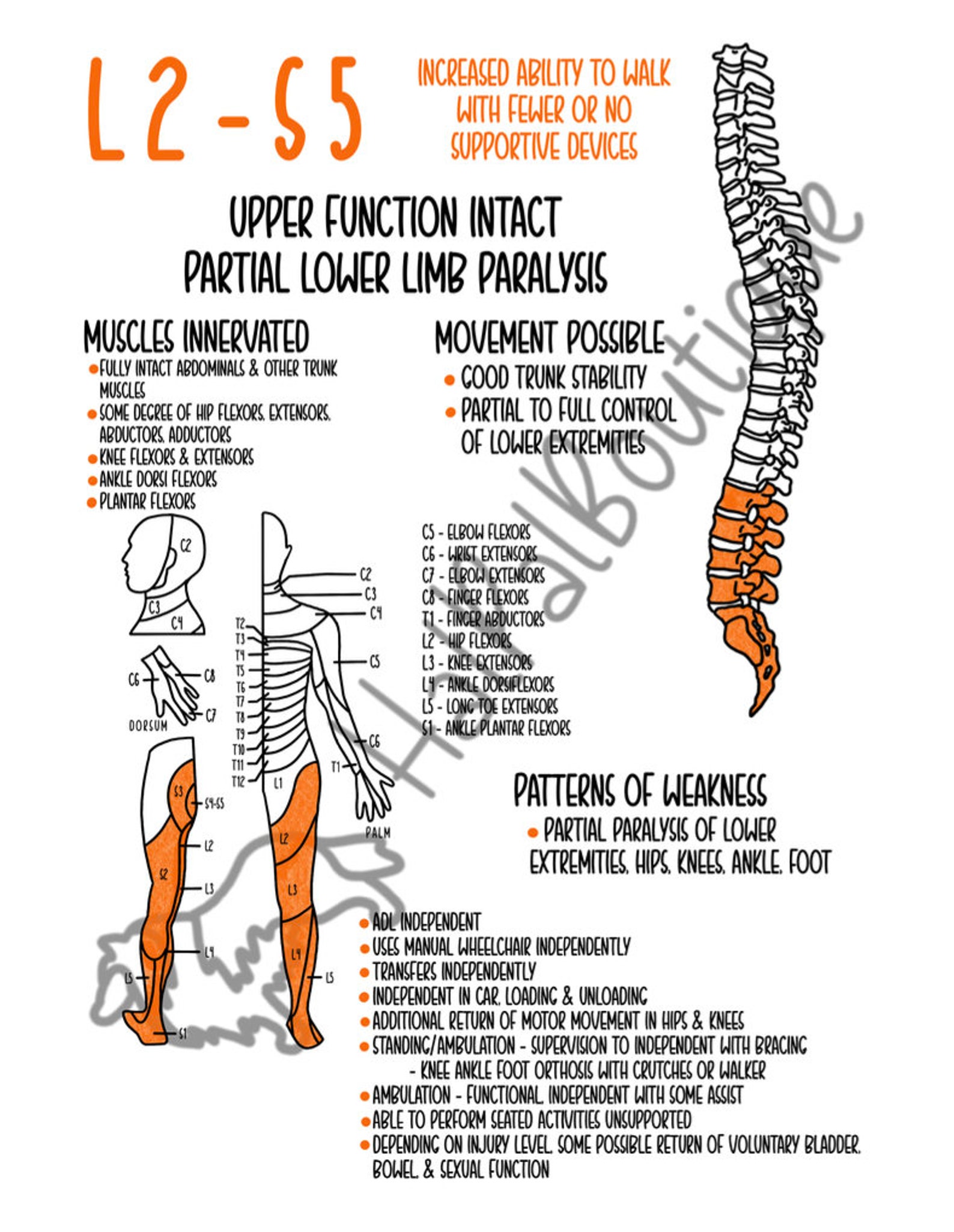 Spinal Cord Injury (SCI), Occupational Therapy, Physical Therapy, Back ...