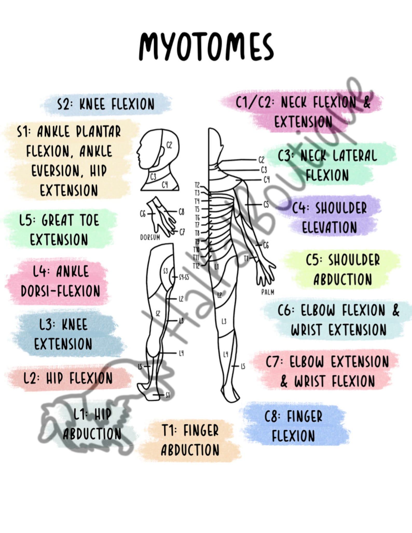 Myotomes, Occupational Therapy, Spinal Cord Injury (SCI), Physical Therapy, Digital Art - Etsy