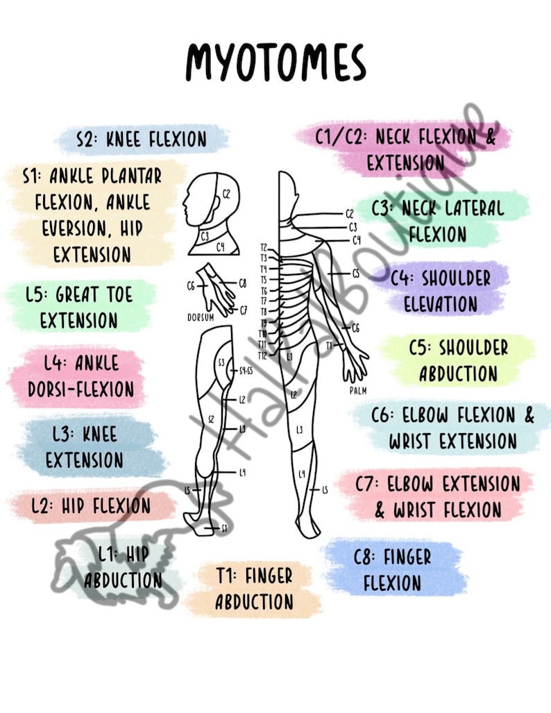 Myotomes, Occupational Therapy, Spinal Cord Injury (SCI), Physical Therapy, Digital Art - Etsy