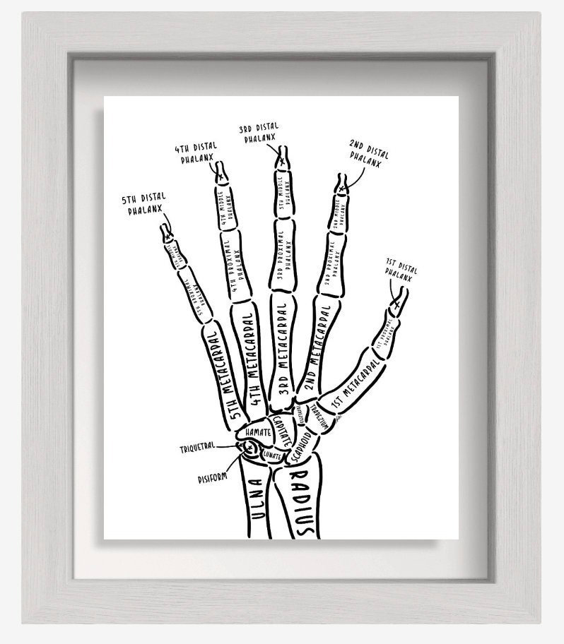 Hand Anatomy Wall Art, Minimalist, Occupational Therapy, Instant ...