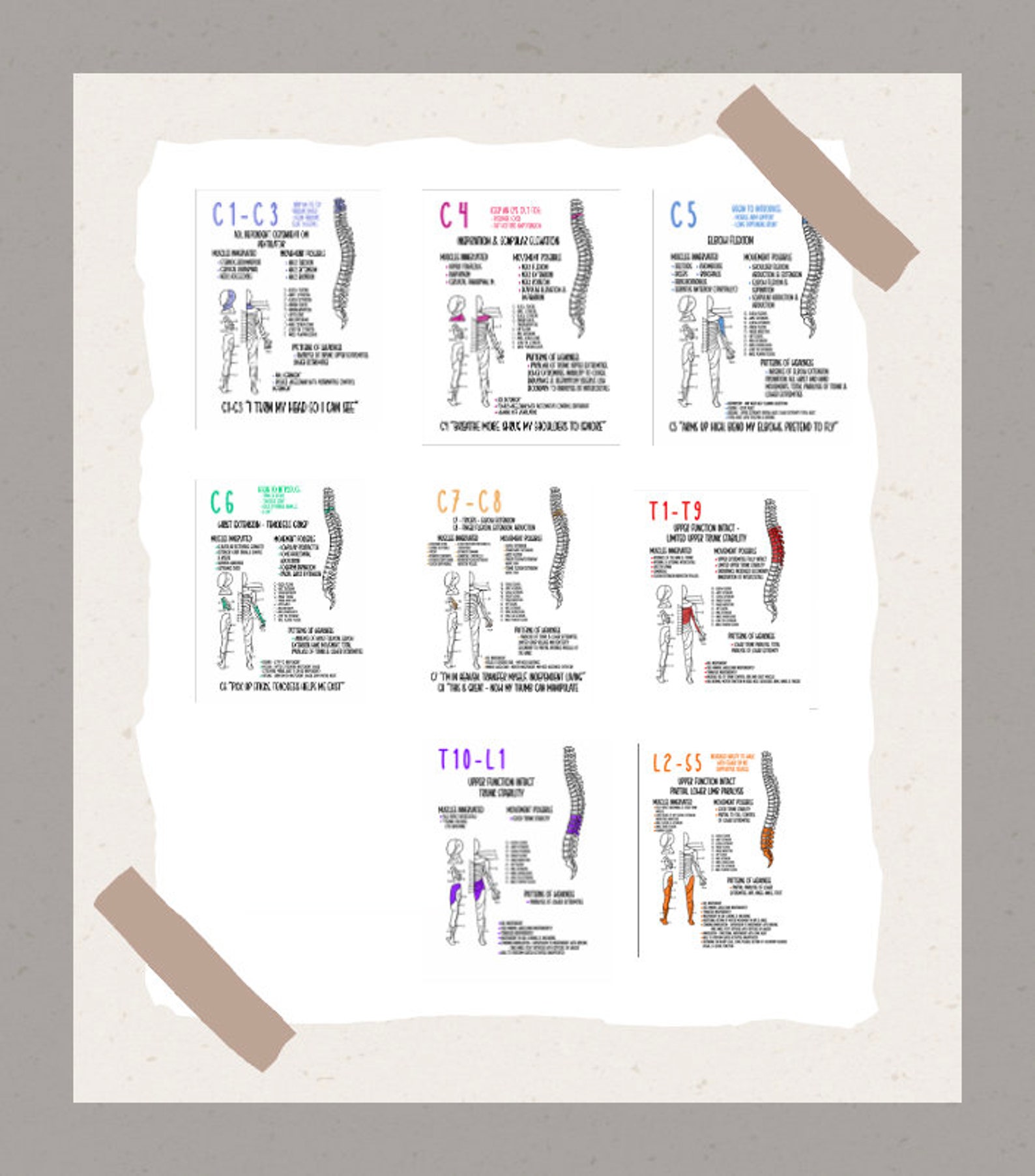 Spinal Cord Injury (SCI), Occupational Therapy, Physical Therapy, Back ...