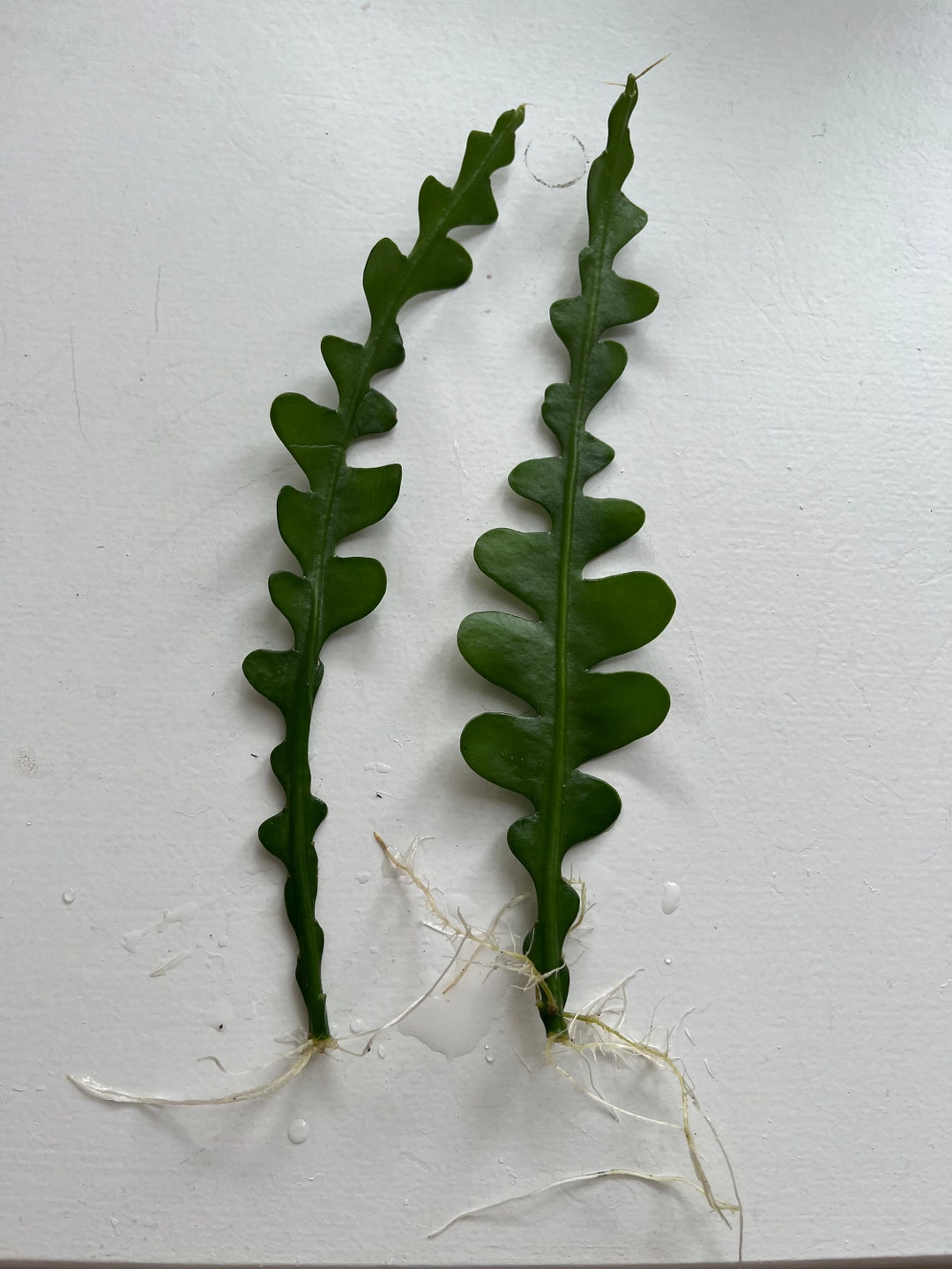 Fishbone Cactus AKA Epiphyllum Anguliger Rooted and Unrooted Cuttings ...