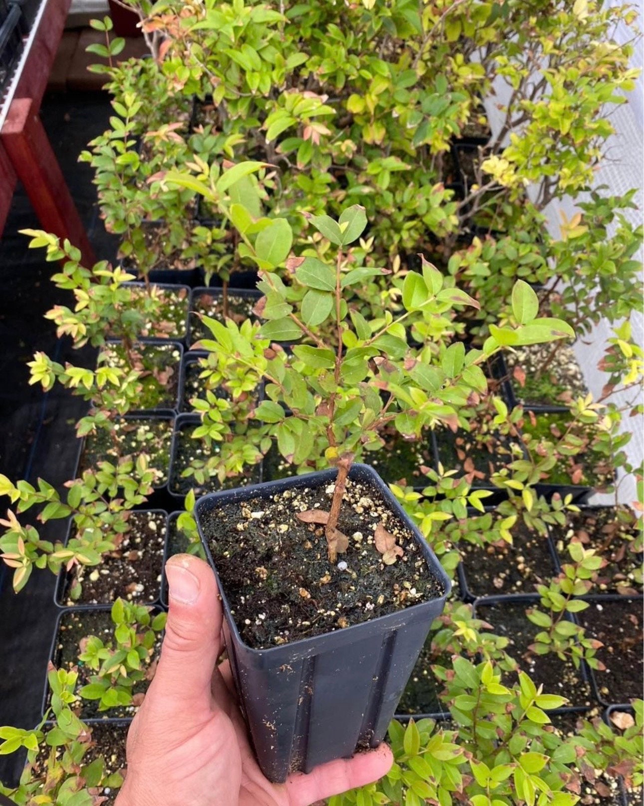 Jaboticaba “sabara” Seedling Plant - Etsy