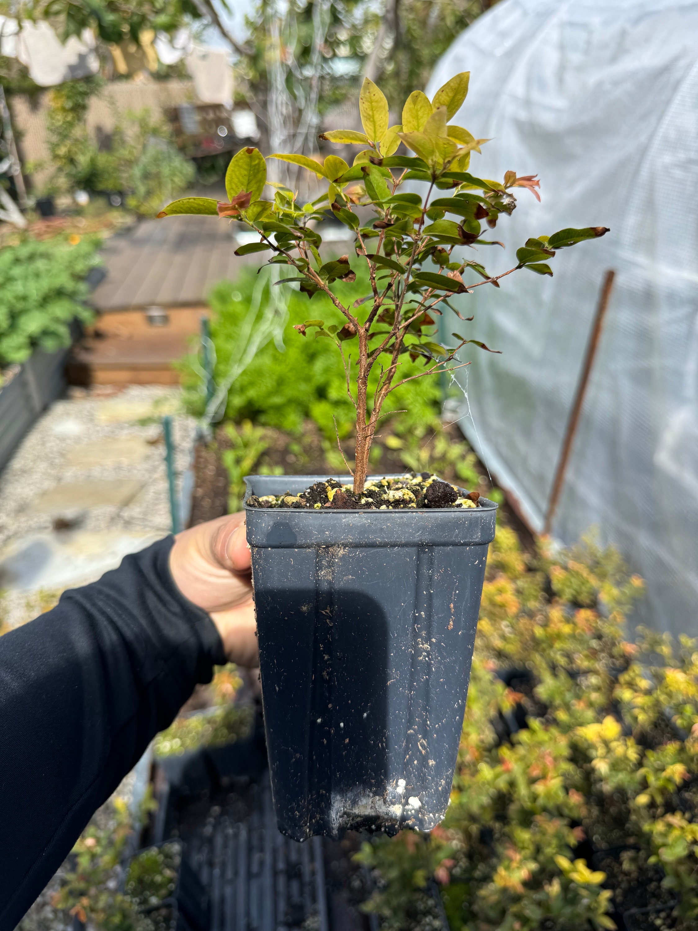 Jaboticaba “sabara” Seedling Plant - Etsy