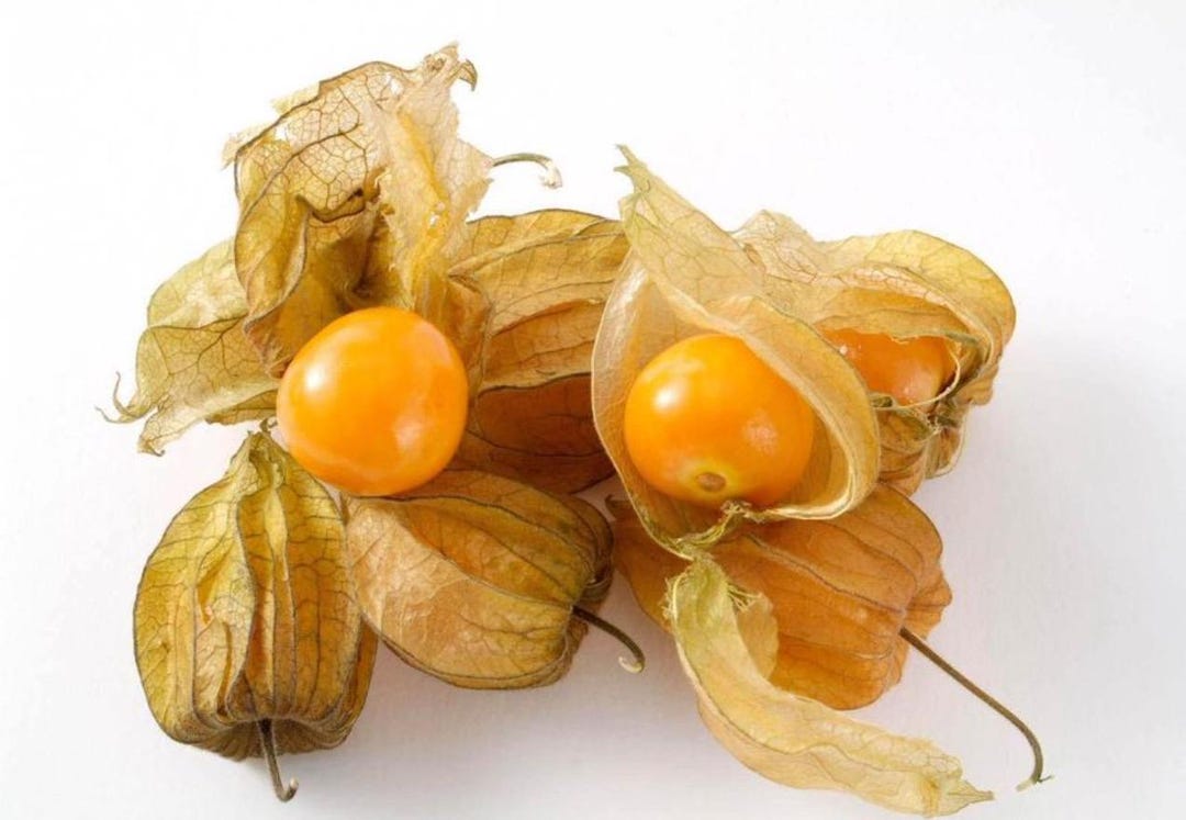 Yellow Cape Gooseberry Plants 1 Gallon - Etsy