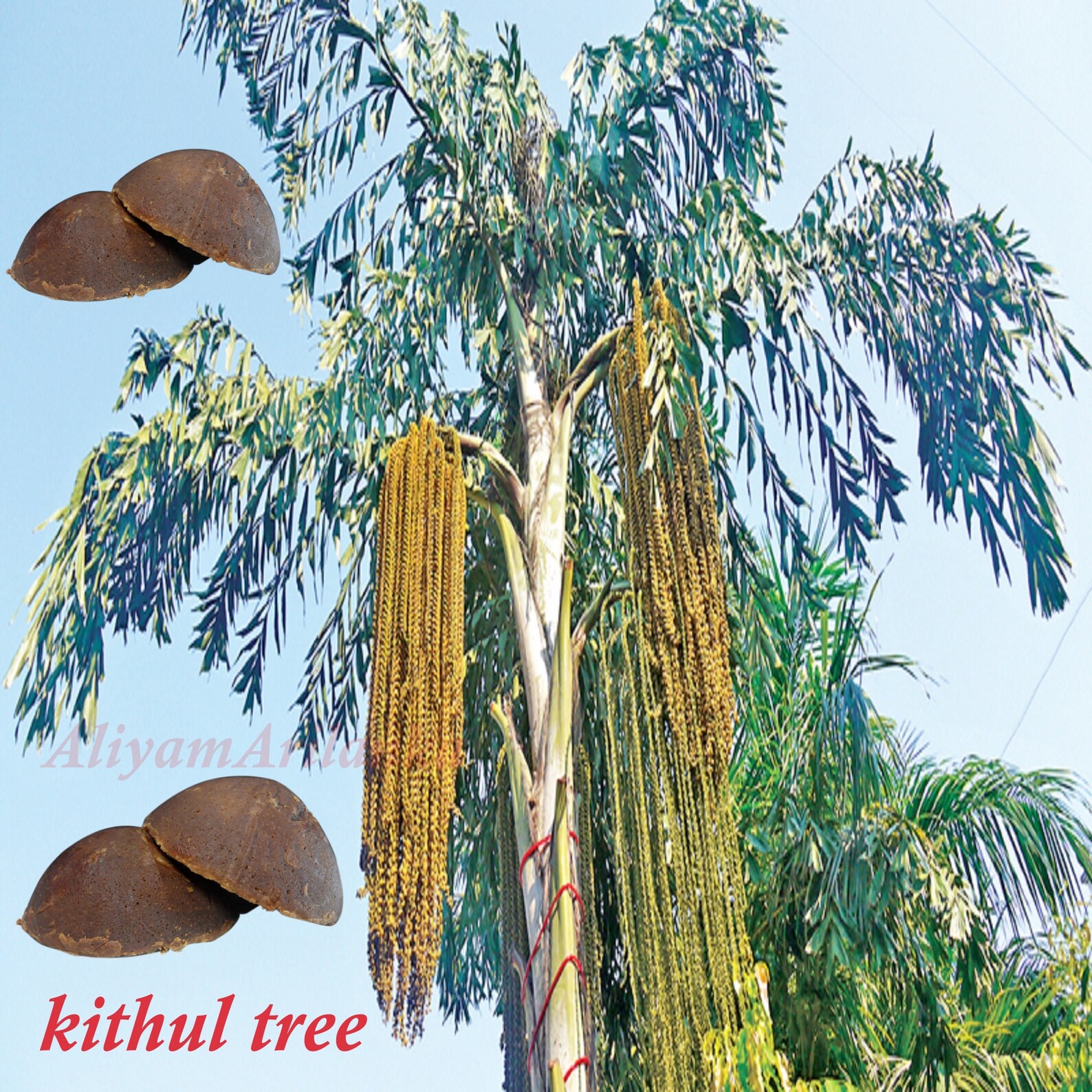 Sri Lankan Palm Jaggery Kithul Hakuru 100% Natural Made with | Etsy