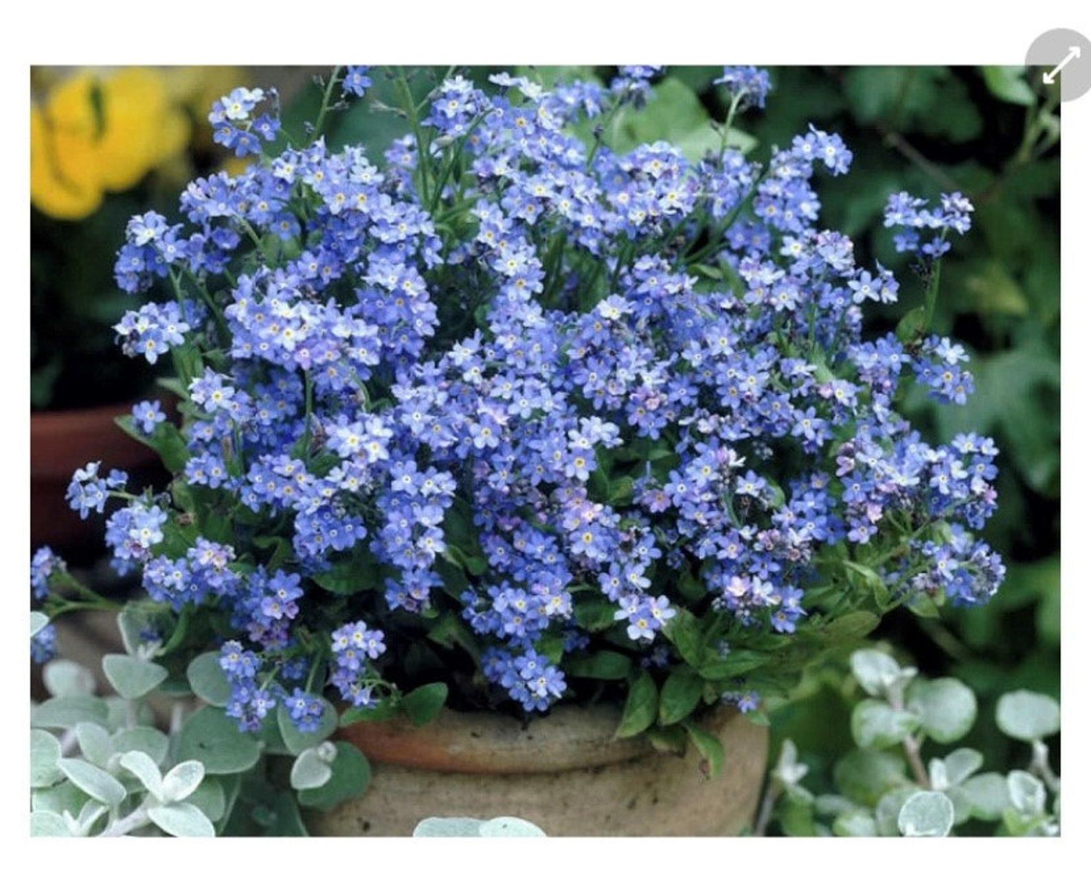 10 Personalised Forget-me-not Seeds Funeral Memorial Memory - Etsy UK