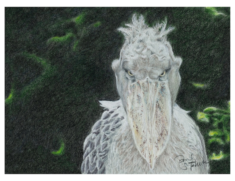 Shoebill Stork - 8x10 - High Quality Print - Bird Art - Bird ...