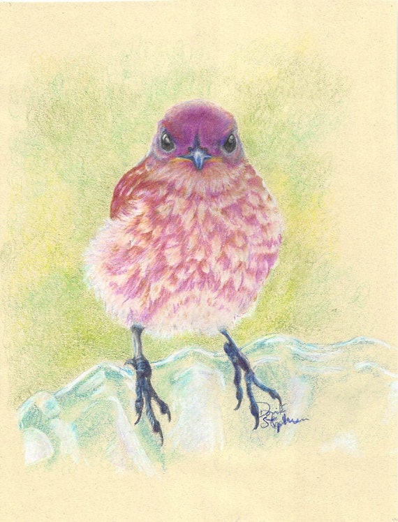 Grumpy Baby Blue Bird 8x10 High Quality Print Bird Art | Etsy