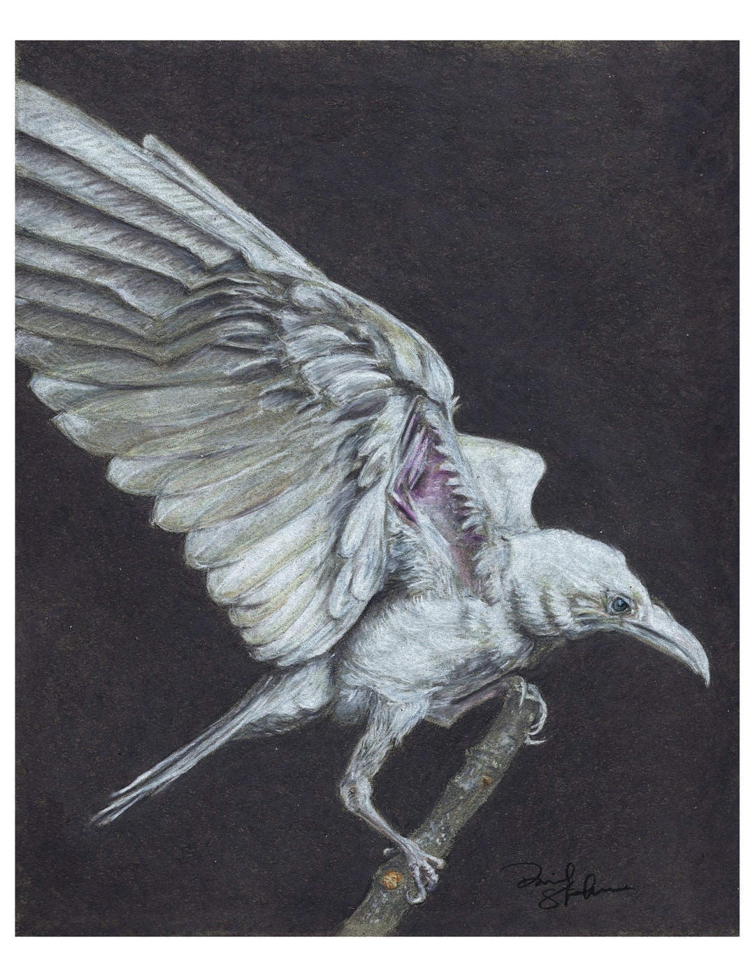 The Brothers Poe 2 - Albino Raven - 8x10 - High Quality Print - Bird ...