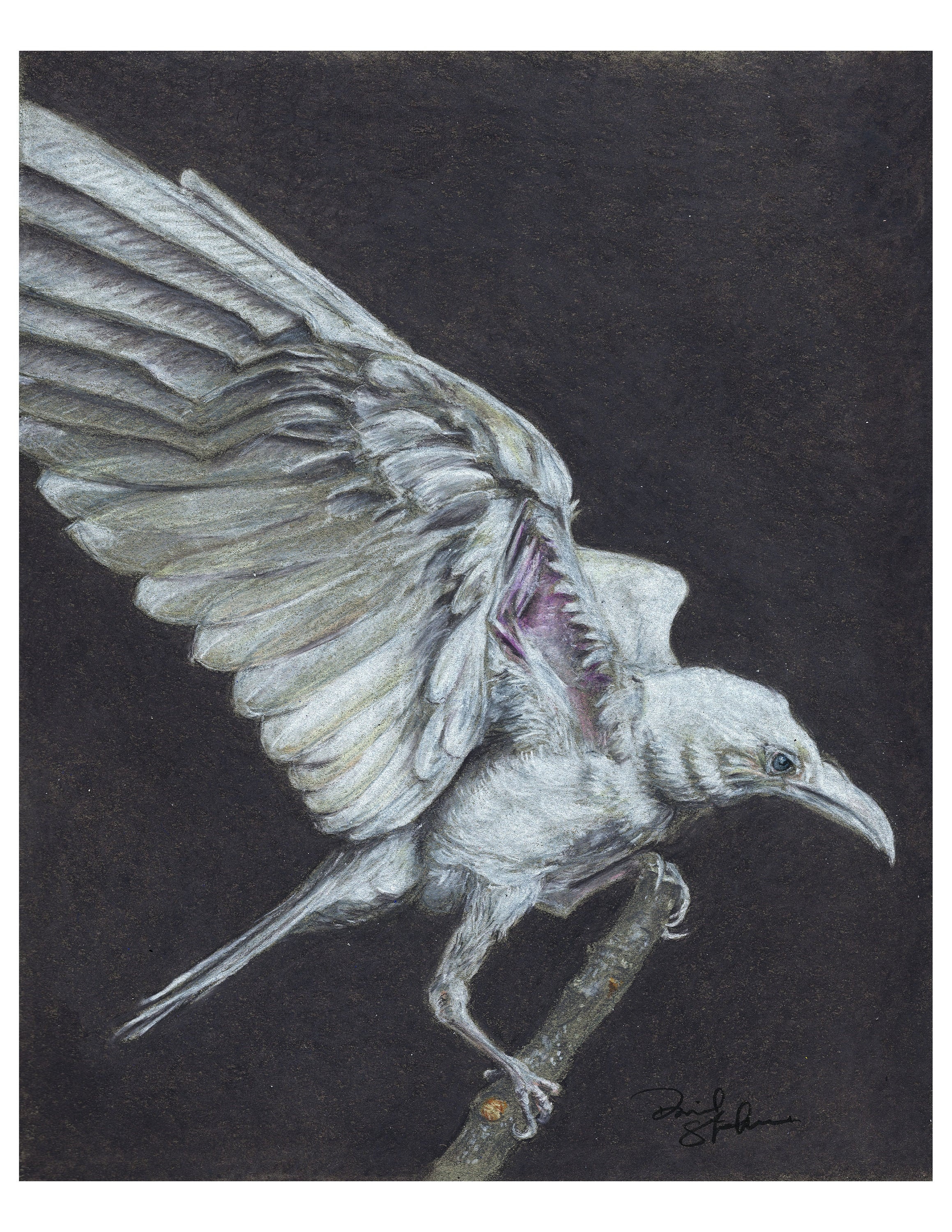 The Brothers Poe 2 - Albino Raven - 8x10 - High Quality Print - Bird ...