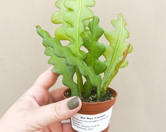 Ric Rac Cactus | Etsy