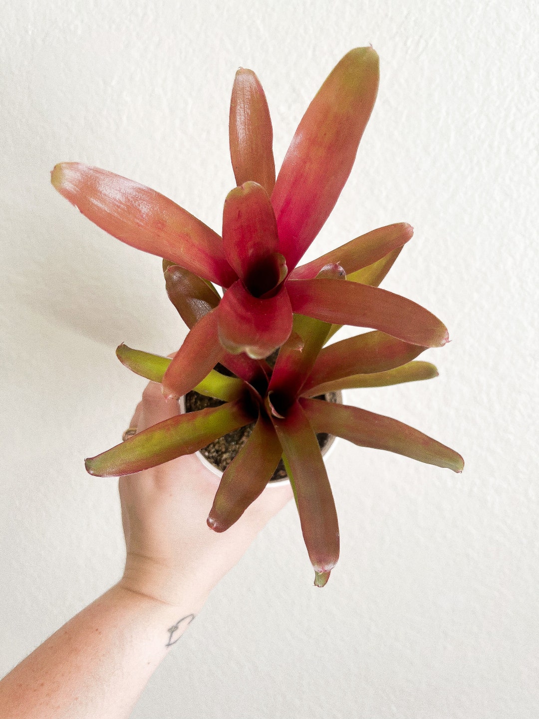 Bromeliad Neoregelia Fireball in 4 Grow Pot - Etsy
