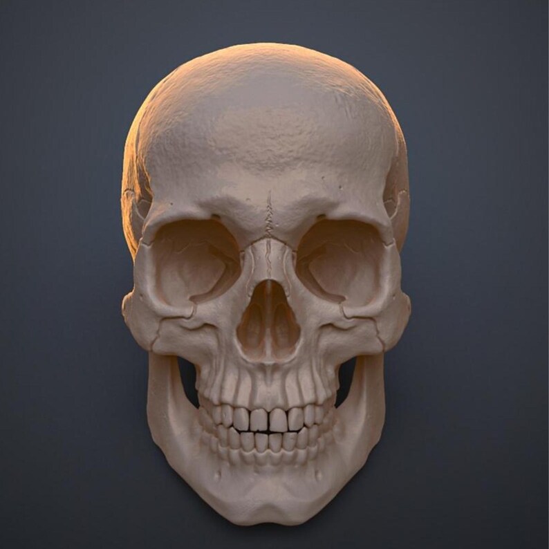 Limited Stock Anatomically Correct Human Skull Homo Sapiens 3D Print ...